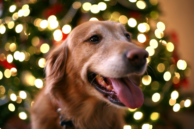 Puppy Under the Tree? Puppy Eating the Tree? | Lavender Magazine
