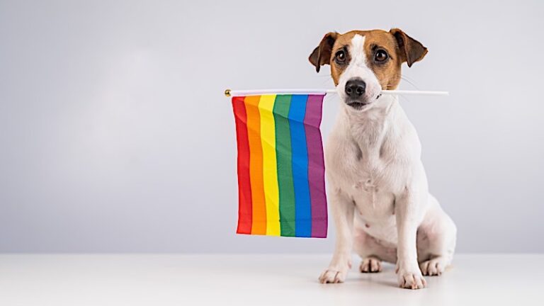 The Melrose Vet: Championing LGBTQ equality while keeping pets healthy ...