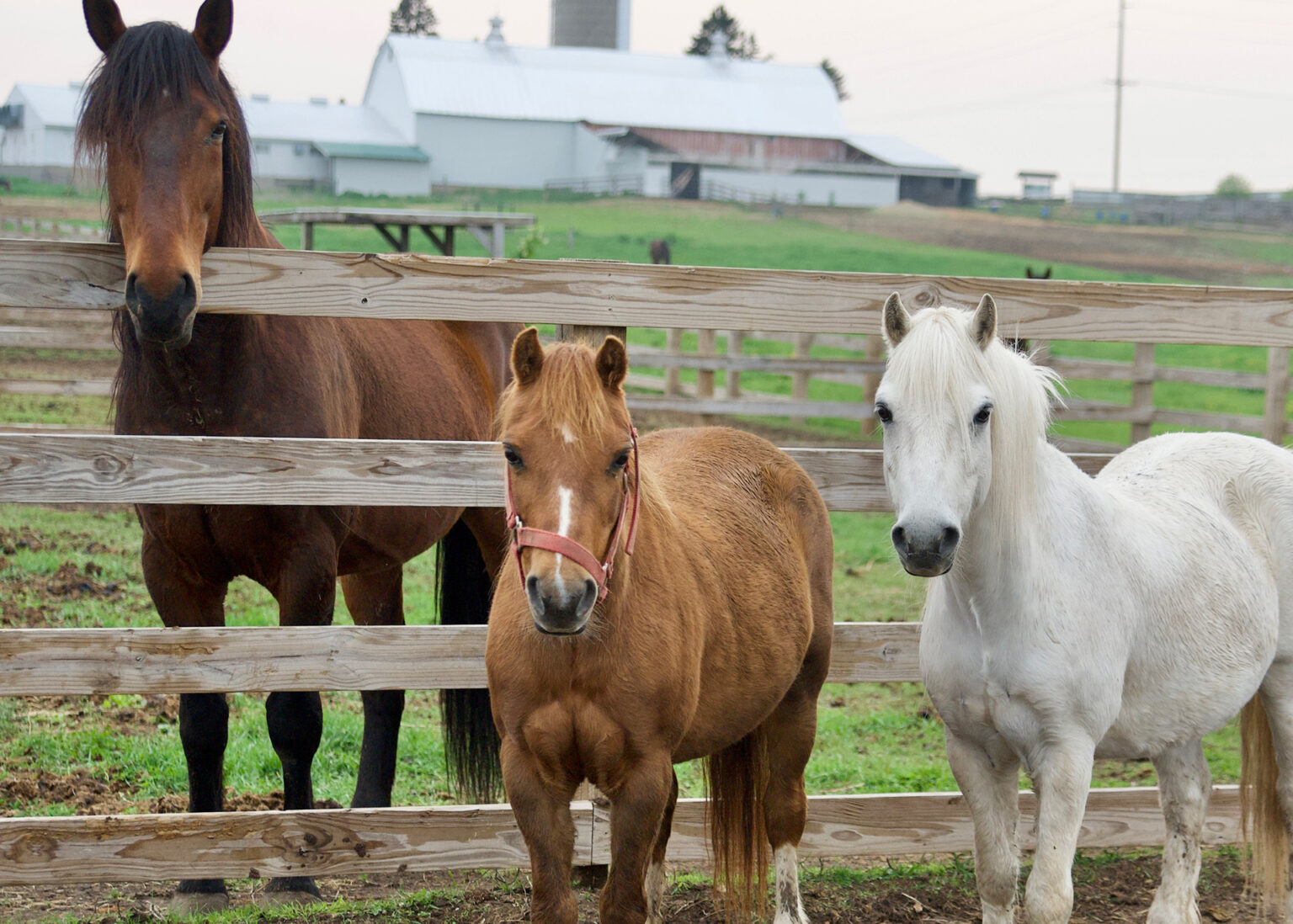 This Old Horse Offers Green Pastures For Horses In Need | Lavender Magazine