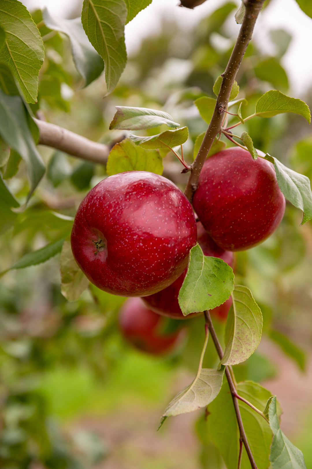 Deep Roots in Minnesota: Advice from a Local Leading Horticulture ...