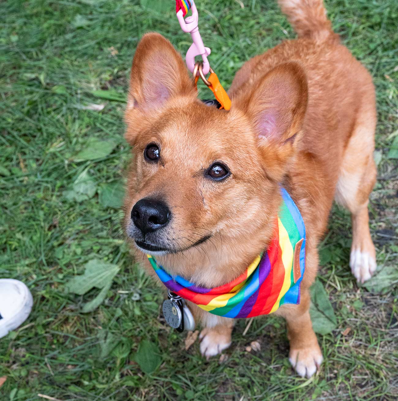 Pet Central Expands its Pawprint at Twin Cities Pride | Lavender Magazine